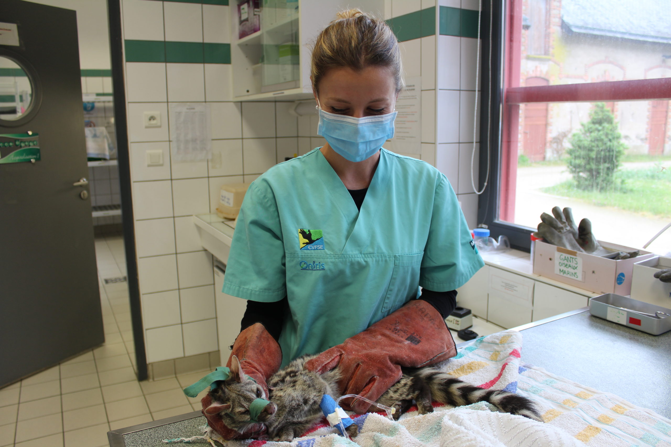 Formation soins faune sauvage pour les assistantes vétérinaires ...
