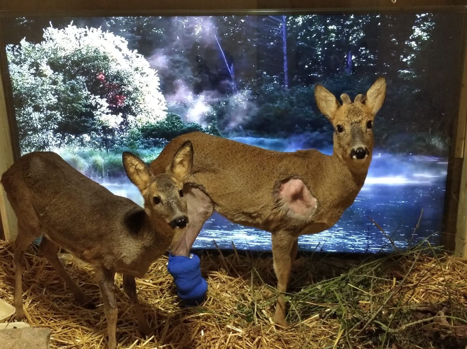 Réseau des centres de soins de la faune sauvage