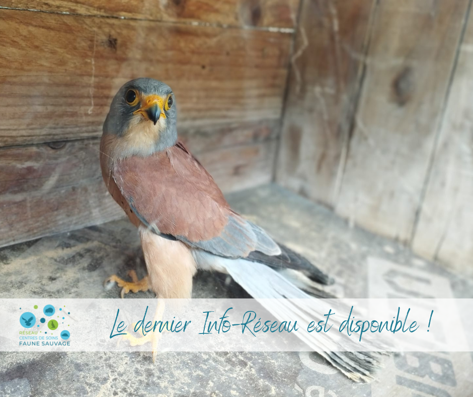 Le dernier Info-Réseau est disponible ! - Réseau Centres de Soins Faune ...